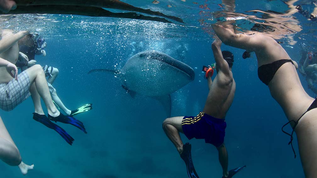 Whale Shark Tour Cancun | Happy Shuttle Cancun